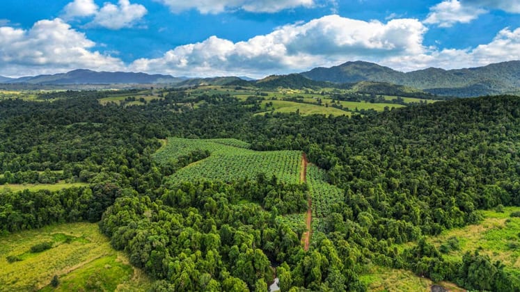 Rural & Farming For Sale in 1020 Pullom Road, Nerada QLD 4860 ...