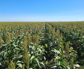 169 Rural & Farming Properties For Sale in Mackay, QLD 4740