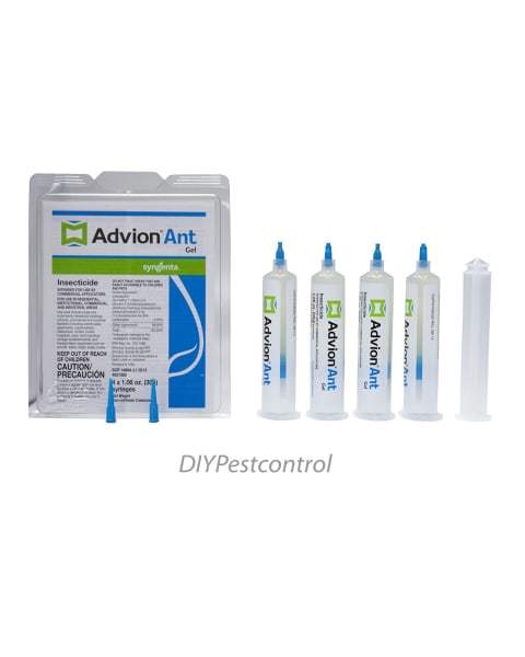 How To Get Rid Of Ants | Do-It-Yourself Pest Control