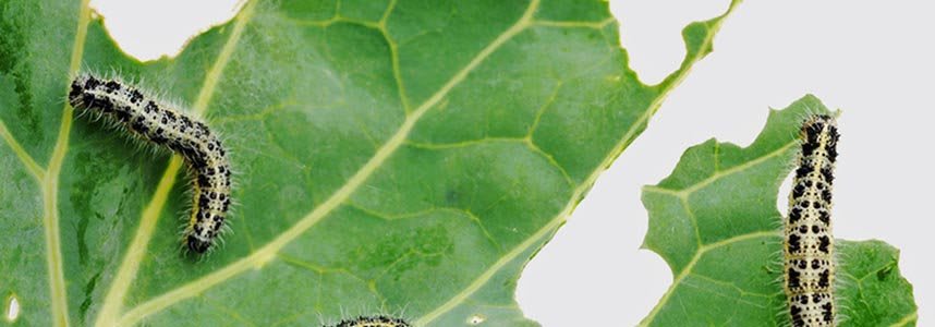 Getting Rid of Caterpillars | DIY Pest Control