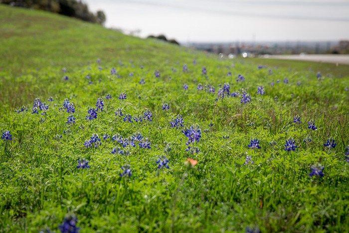 Best Places to Find Bluebonnets In Austin