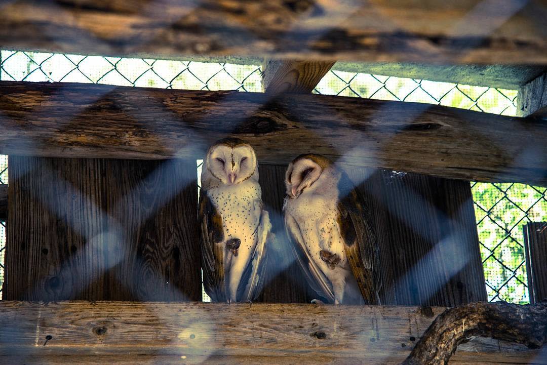 Where to See Animals in Austin