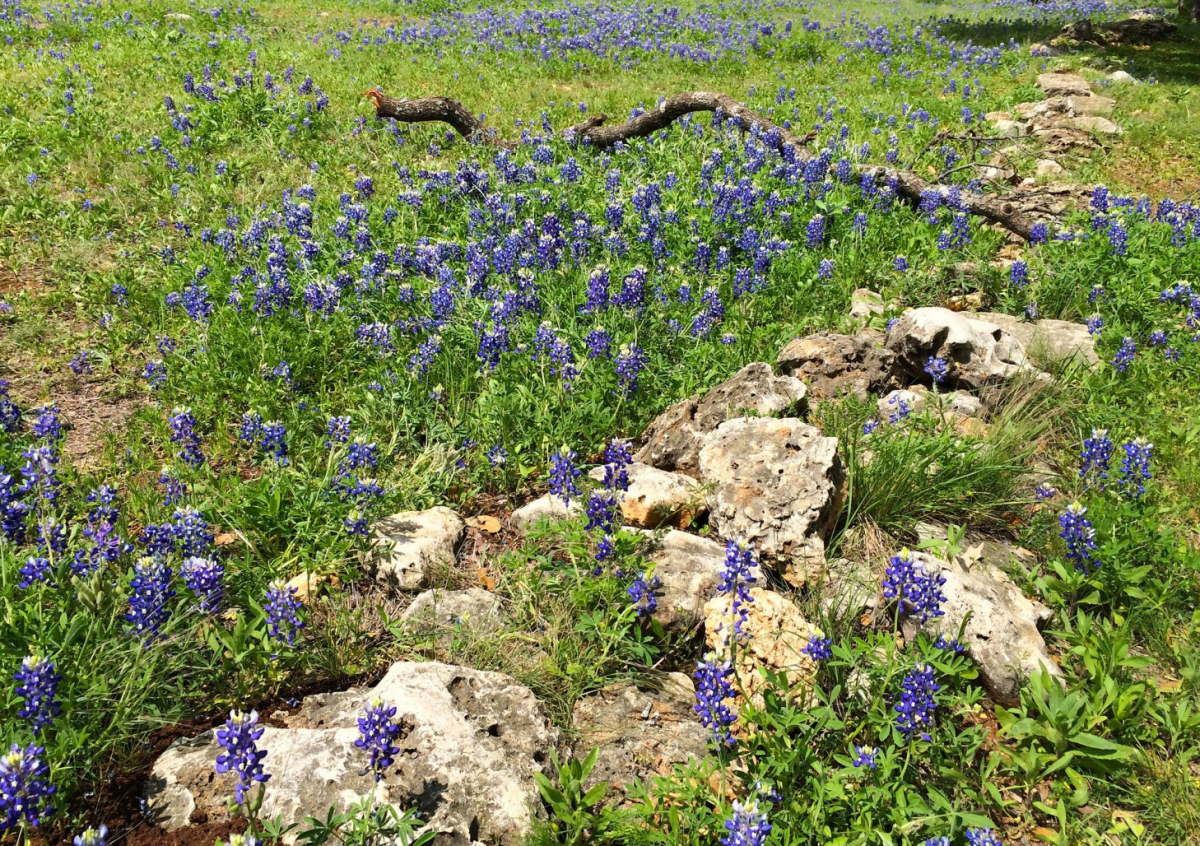 Best Places to Find Bluebonnets In Austin