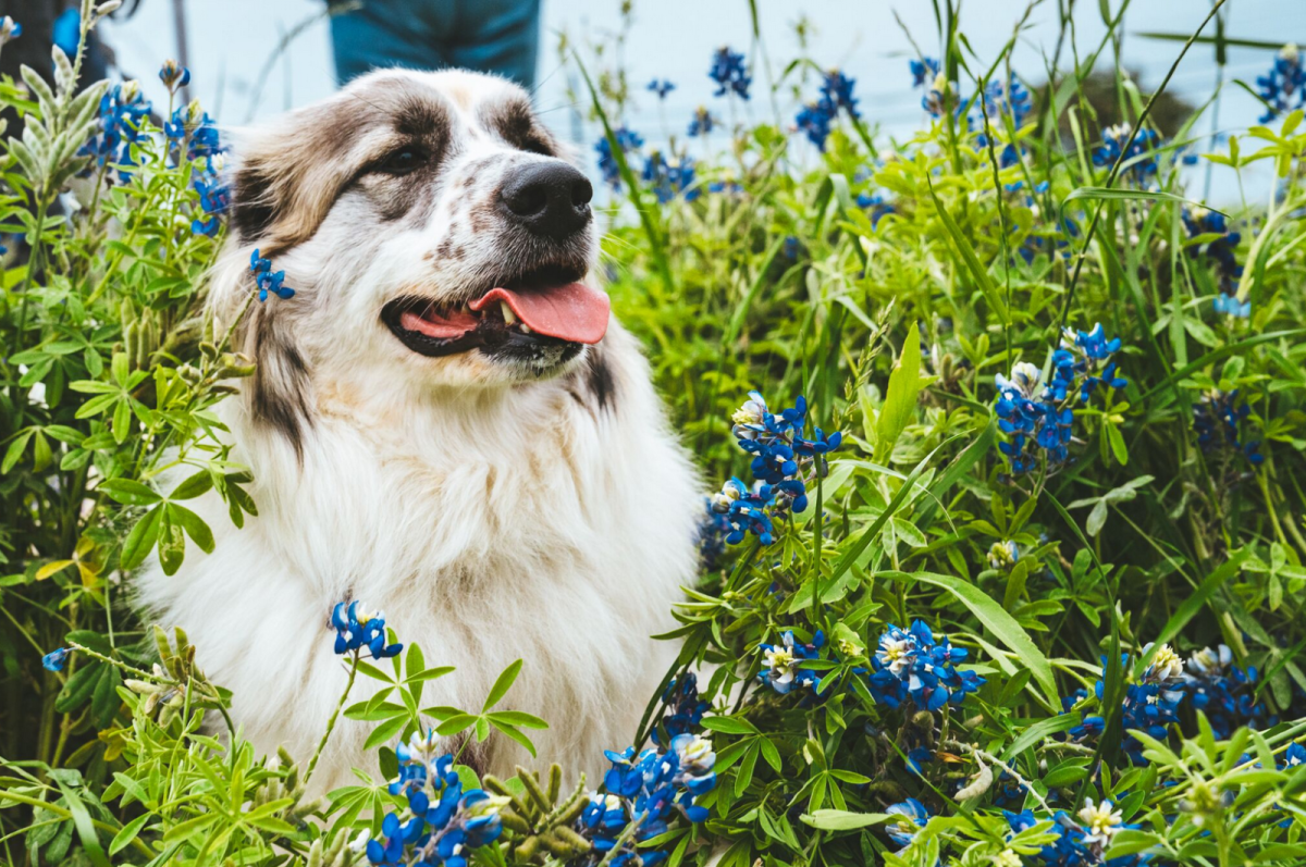 Best Places to Find Bluebonnets In Austin