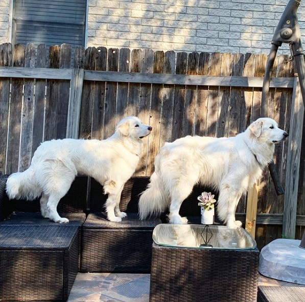 10 Austin Animals to Follow on Instagram