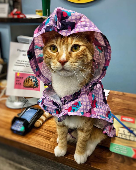 10 Austin Animals to Follow on Instagram