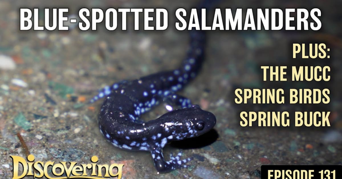 DISCOVERING | Blue-Spotted Salamanders, MUCC, Spring Birds & Spring ...