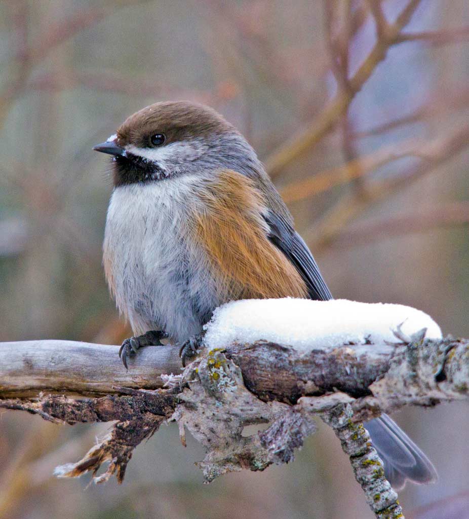 Boreal Chickadee - eBirdr