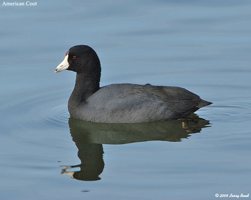 American Coot - eBirdr