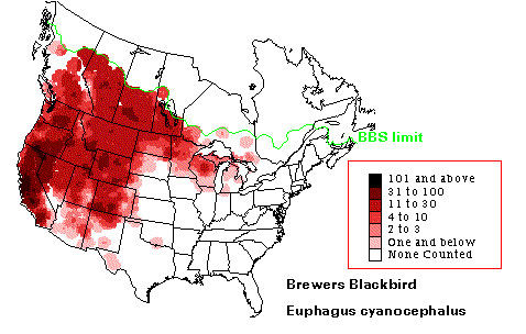 Brewer's Blackbird - eBirdr