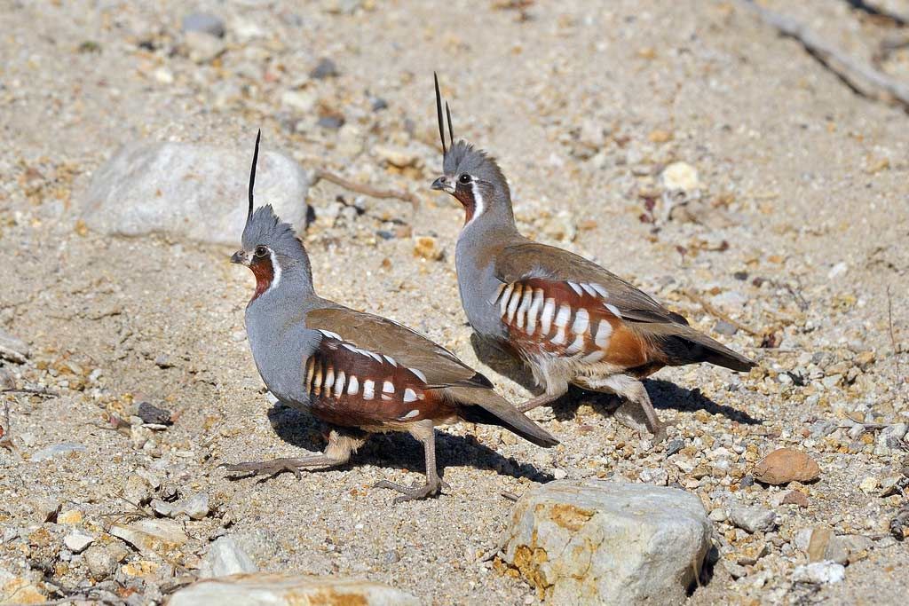 Mountain Quail - eBirdr