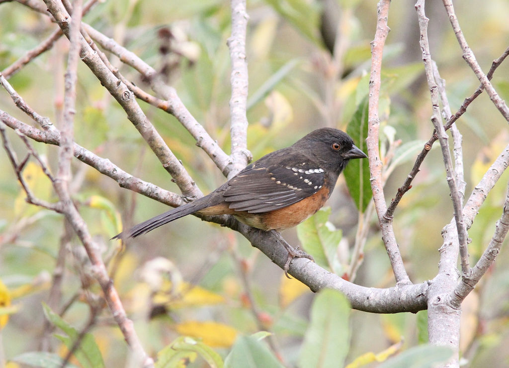 Spotted Towhee - eBirdr