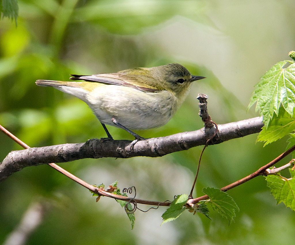 Tennessee Warbler - eBirdr