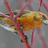 Red Crossbill - eBirdr