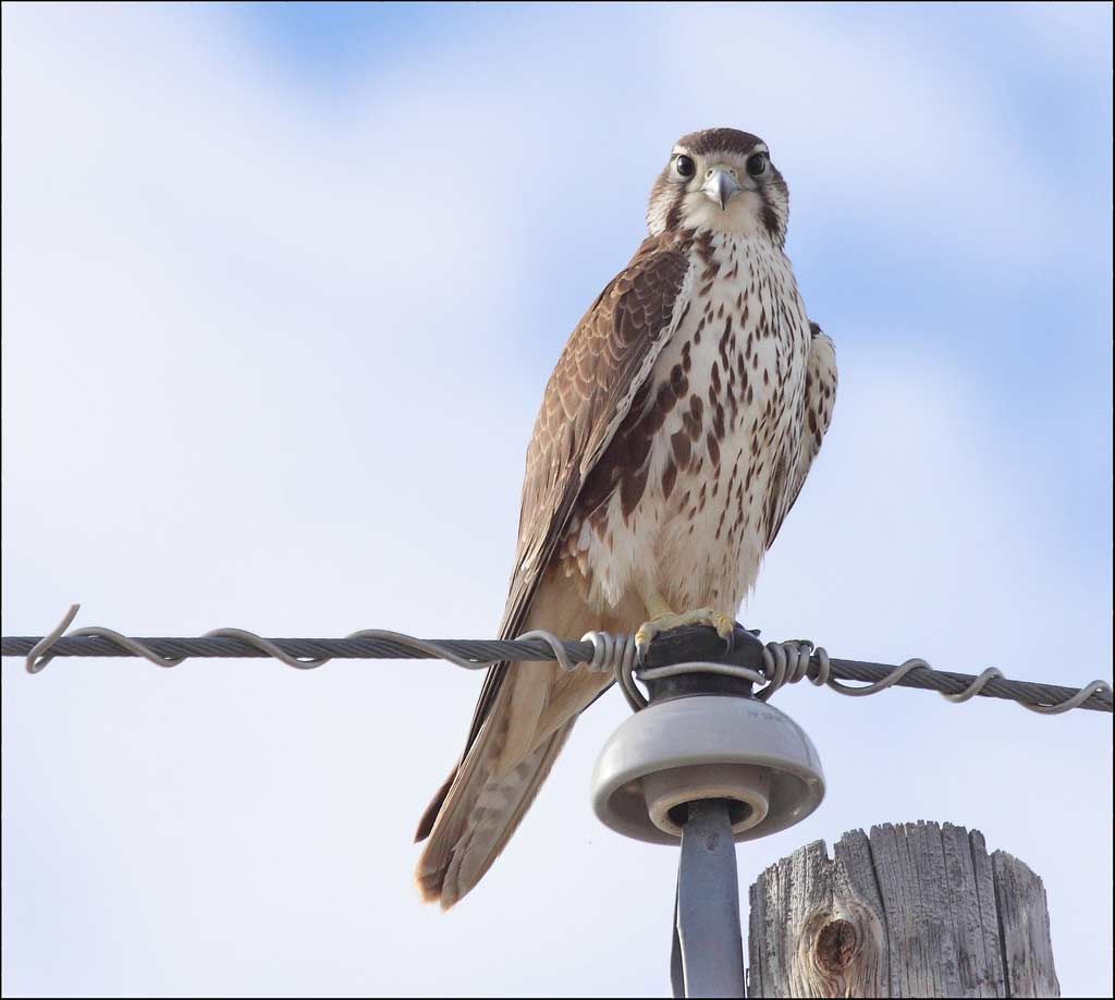 Prairie Falcon - eBirdr