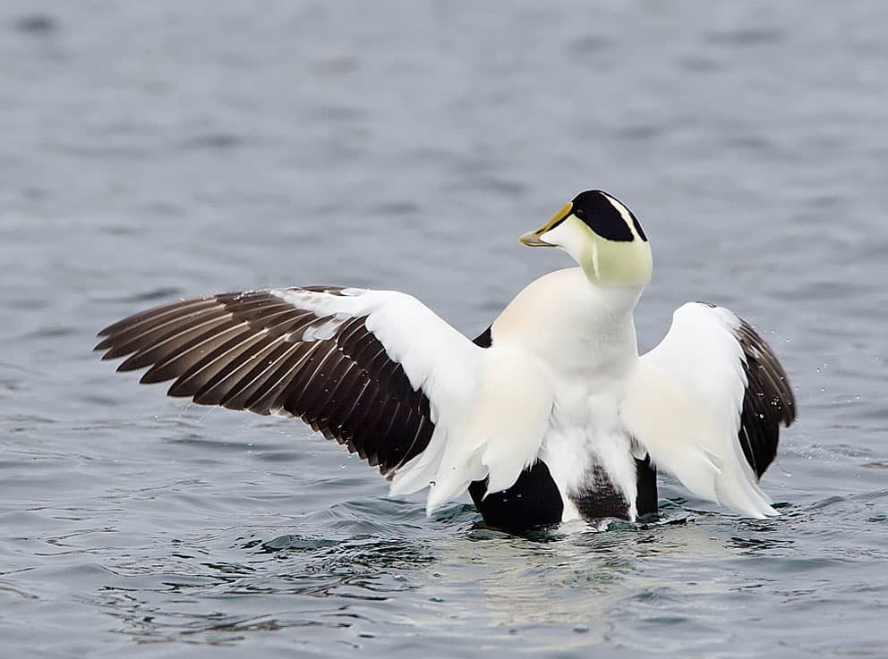 Common Eider - eBirdr