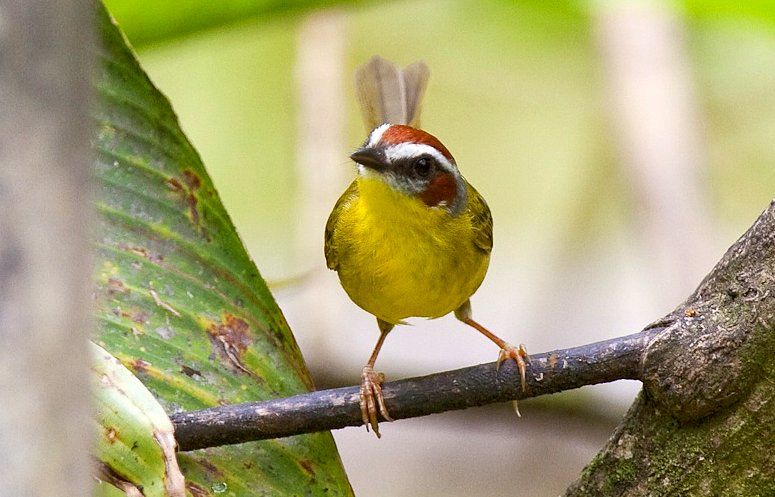 Rufous-capped Warbler - eBirdr