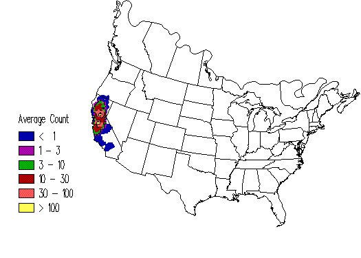 Yellow-billed Magpie - eBirdr