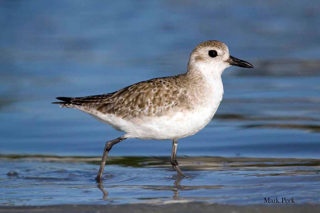 Black-bellied Plover - eBirdr