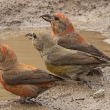 Red Crossbill - eBirdr