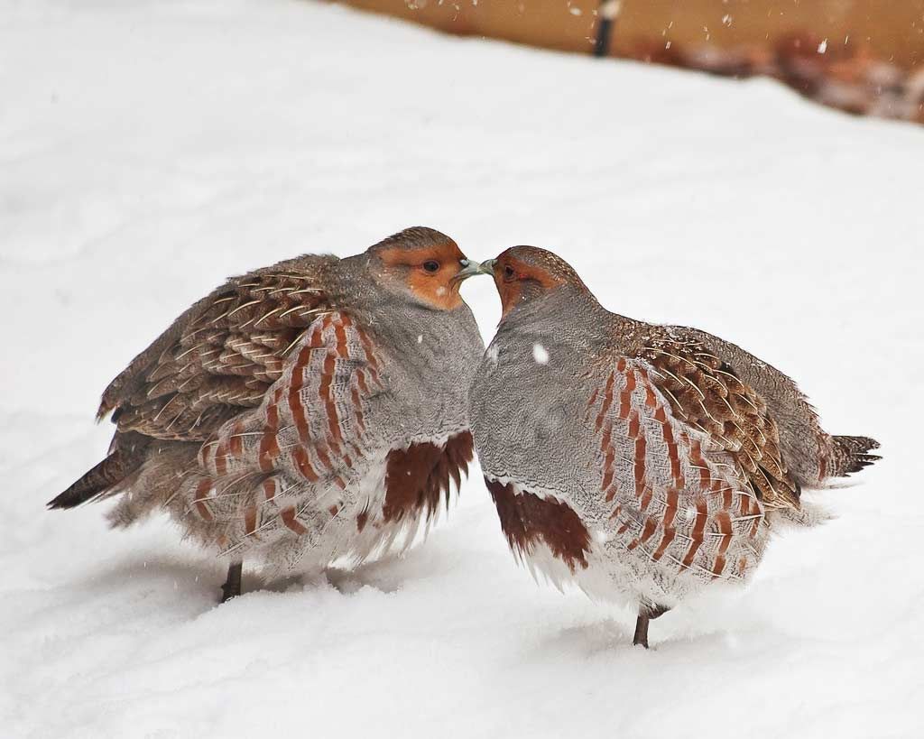 Gray Partridge - eBirdr
