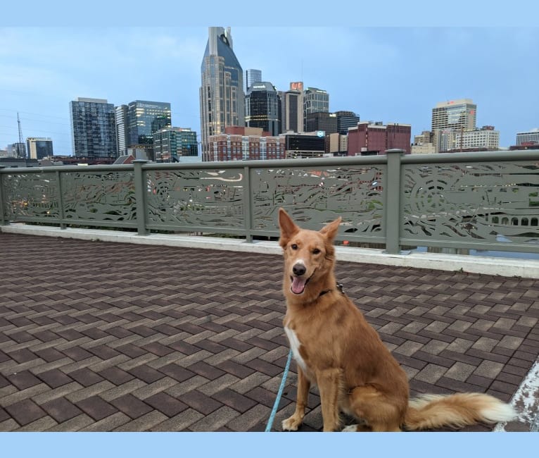 Embark Dog DNA Test - Breed