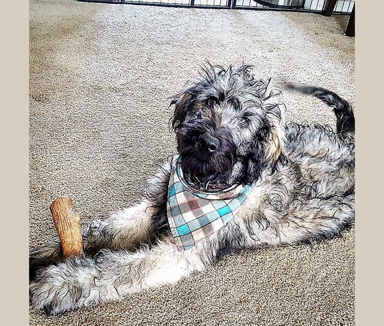 Embark Dog DNA Test - Breed