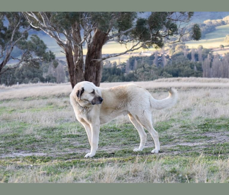 Embark Dog DNA Test - Breed