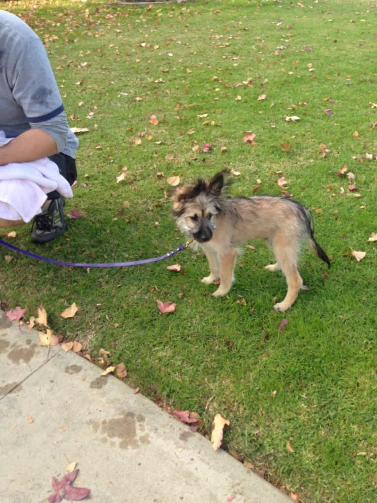 Embark Dog DNA Test - Wicket gallery