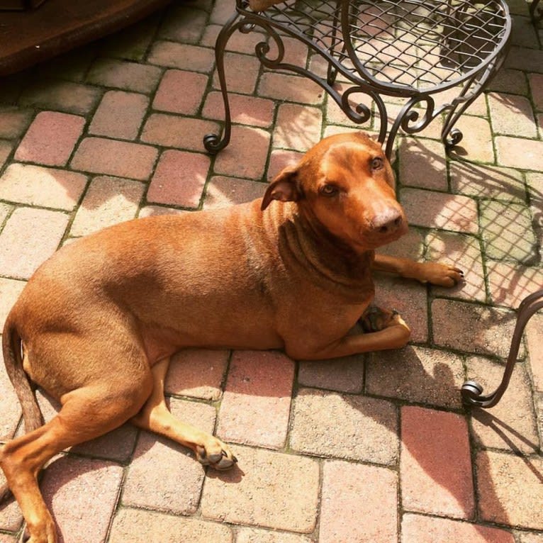 doberman cross bully