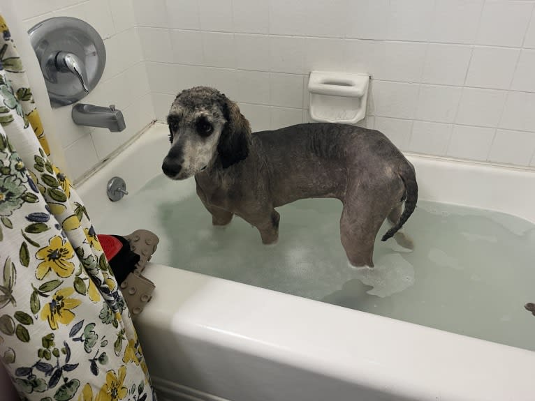 Embark Dog DNA Test - Amelia Mignonette Thermopolis Renaldi gallery