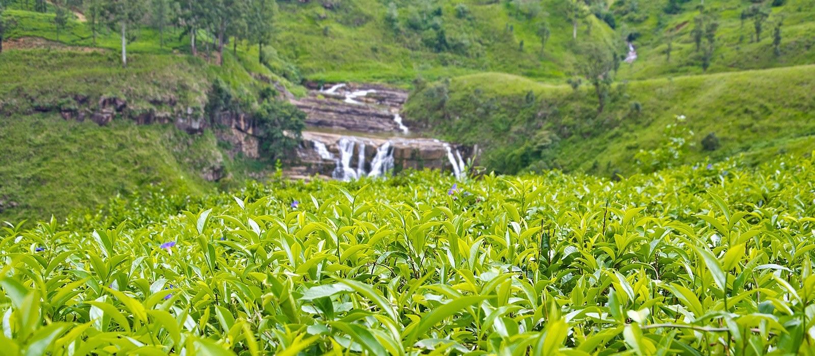 Exclusive Travel Tips for Your Destination Hatton in Sri Lanka