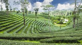 Exclusive Travel Tips for Your Destination Tangalle in Sri Lanka