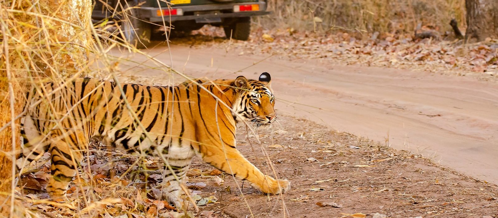 Adventures Off the Beaten Path: Tiger Safaris in India