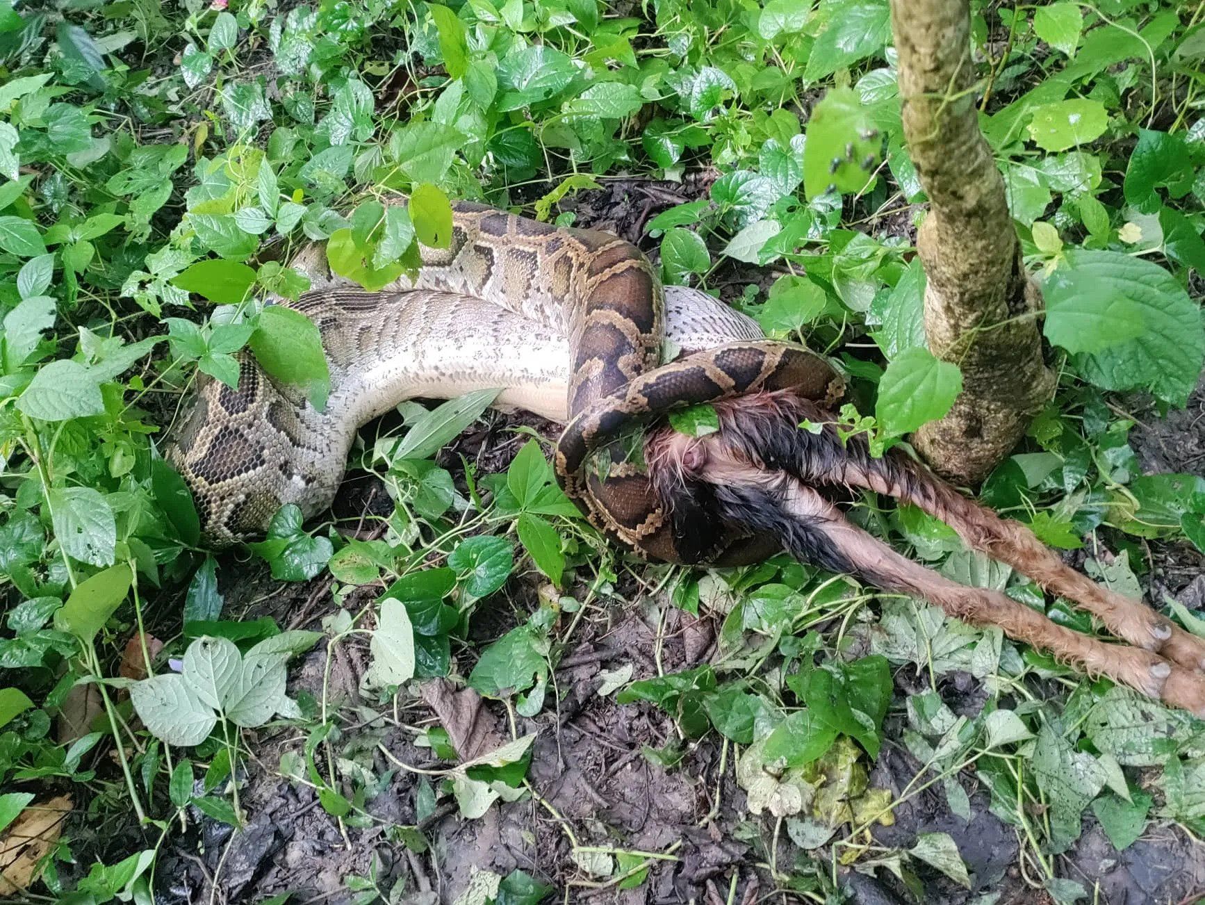 अजिङ्गरले जिउदै बाख्रा खायो