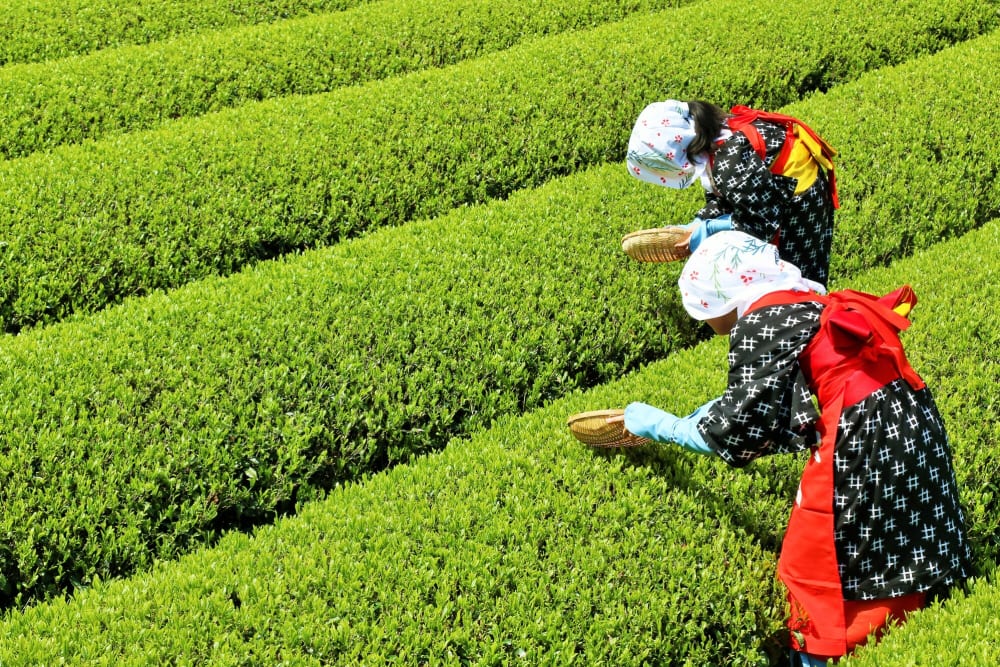 japanese tea fields