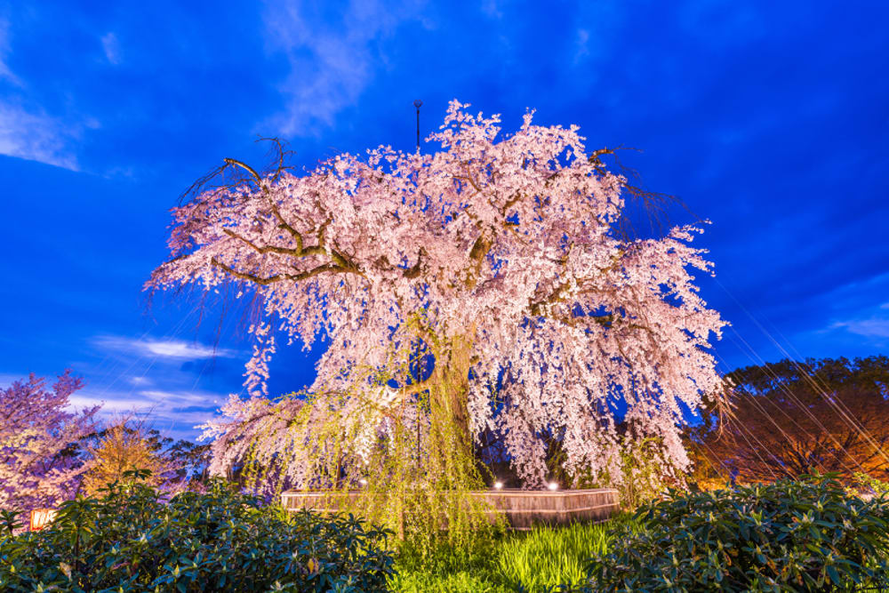 Cherry blossom tree with lights store