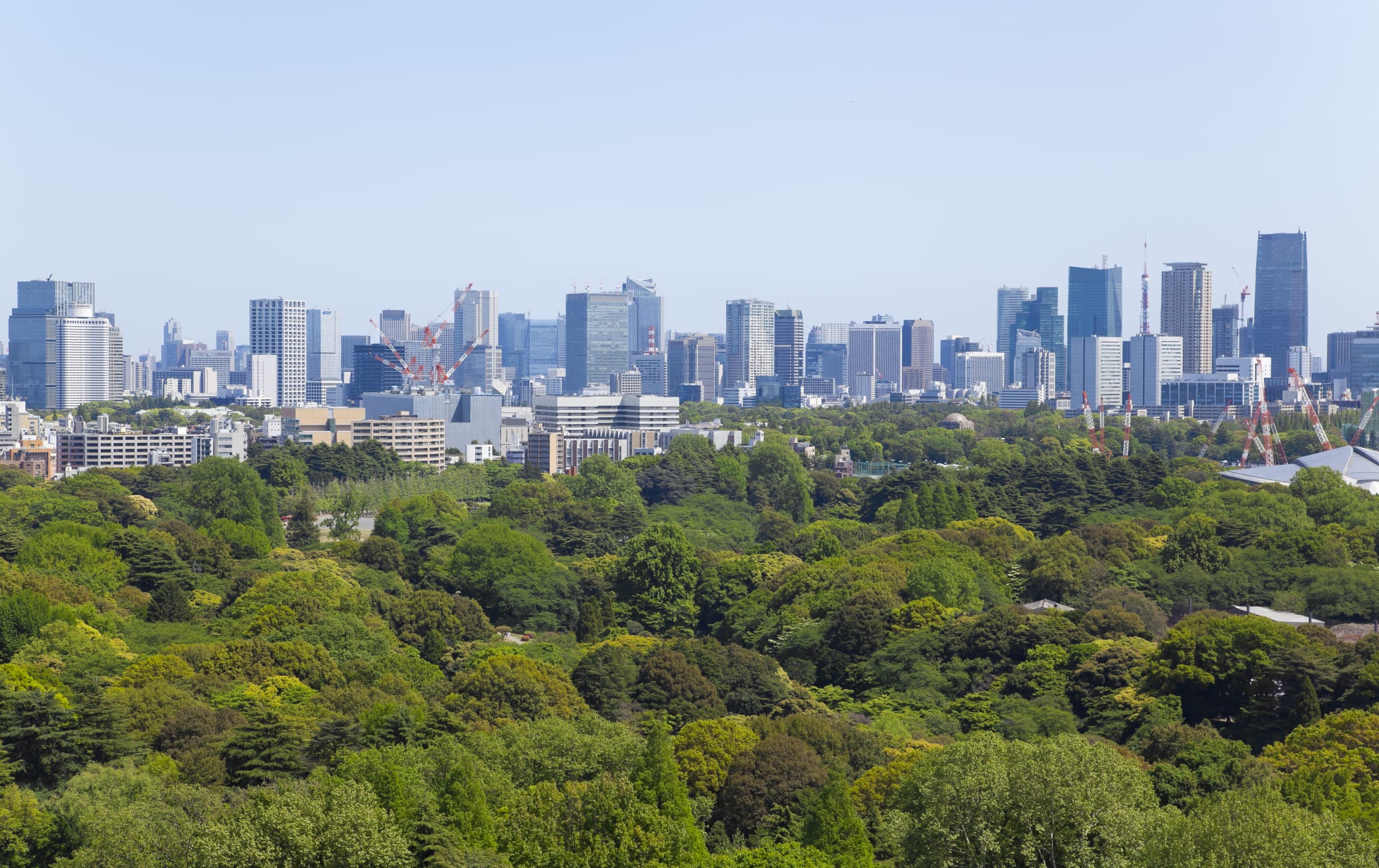 Shinjuku Gyoen National Garden | Tokyo Attractions | Travel Japan | JNTO