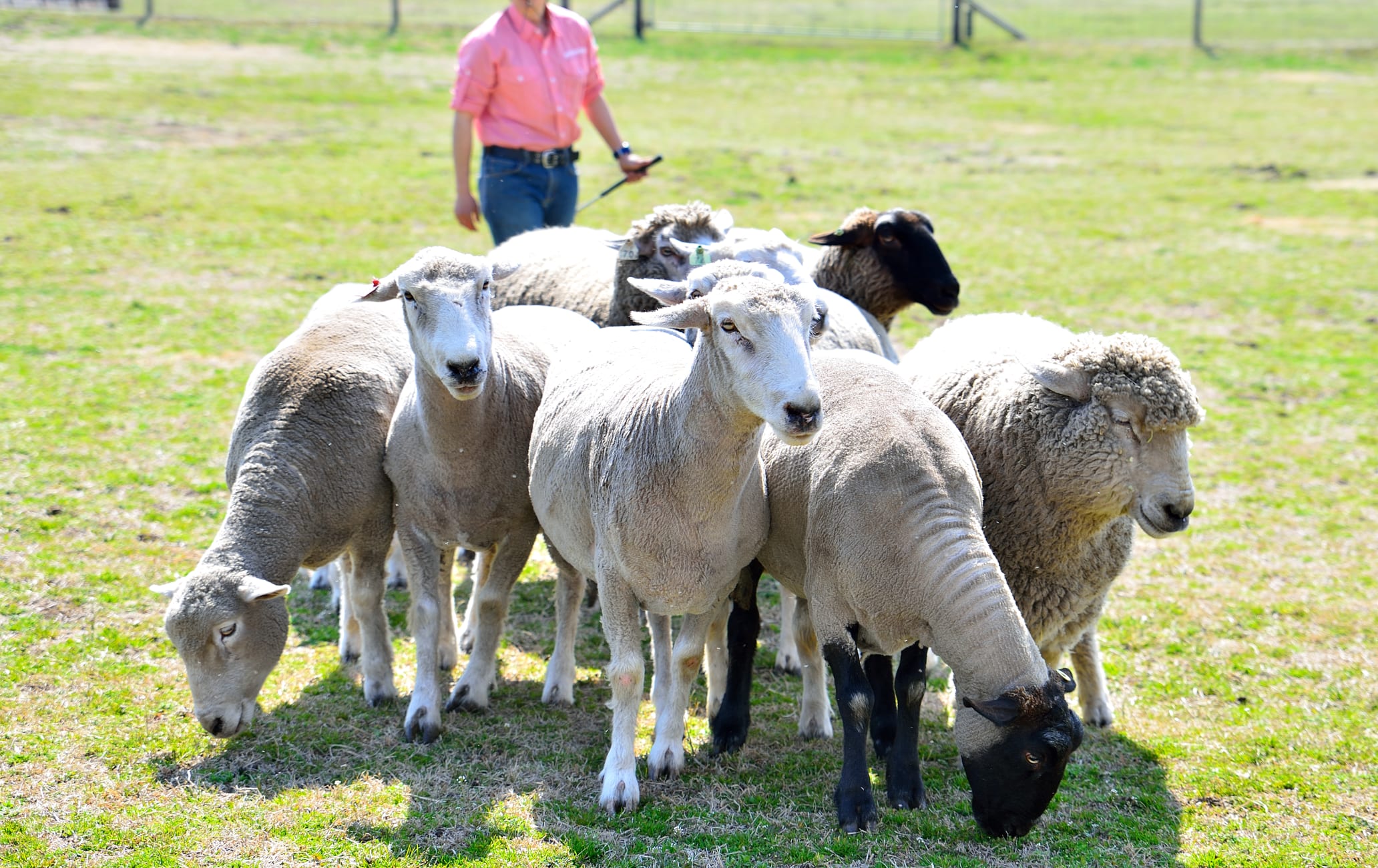 Mother Farm | Chiba Attractions | Travel Japan | JNTO