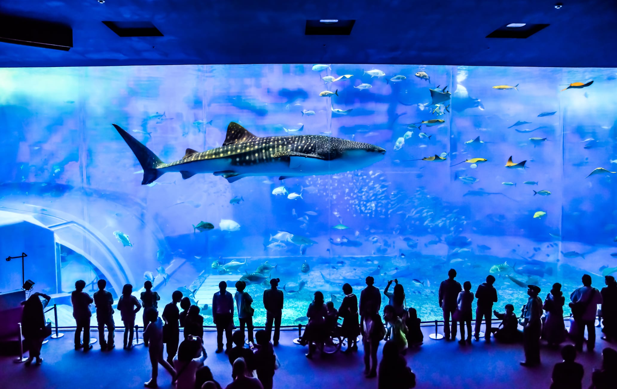 Acuario Churaumi de Okinawa | Okinawa Attractions | Visita Japón | JNTO