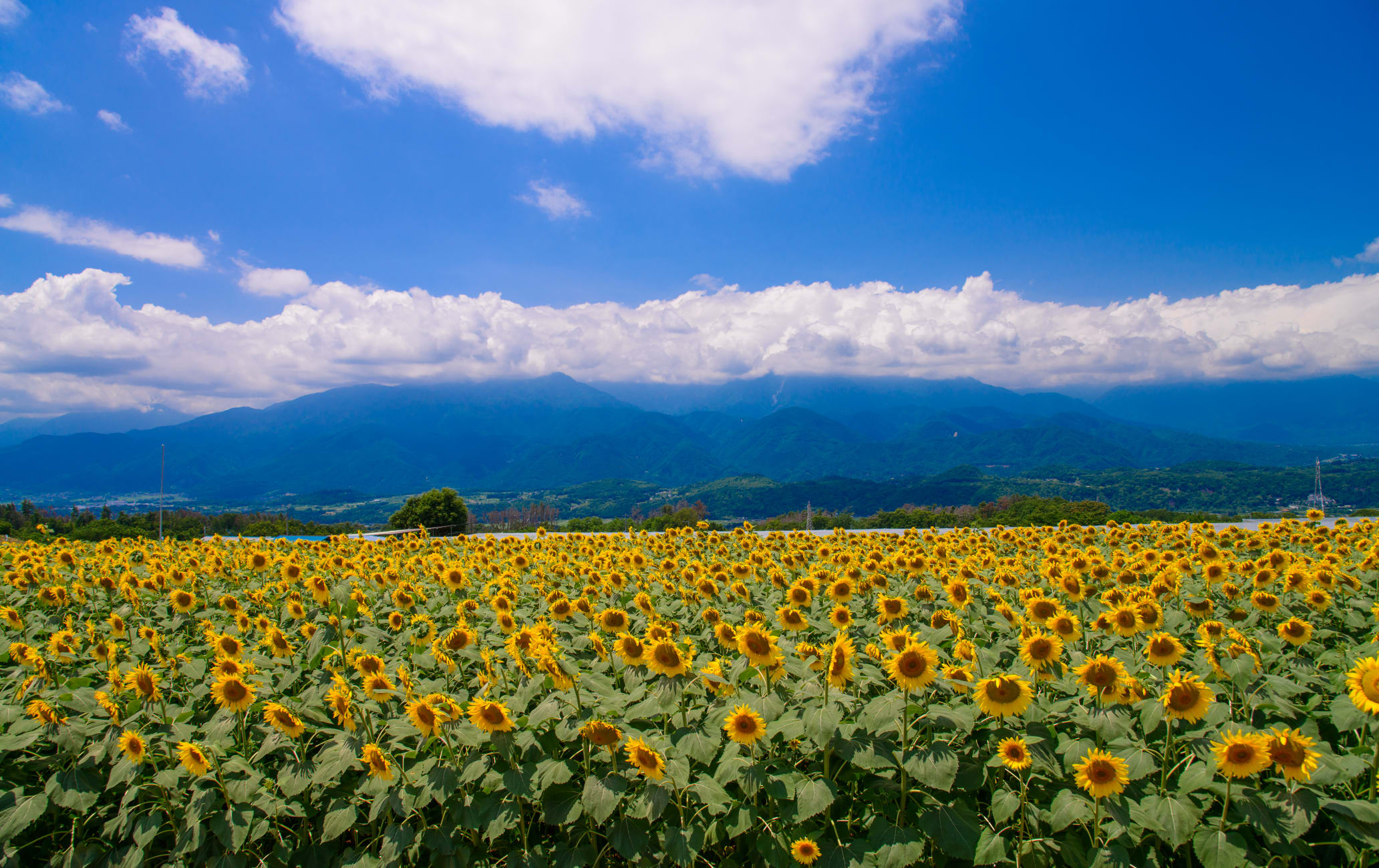 Heidi's Village | Yamanashi Attractions | Travel Japan | JNTO