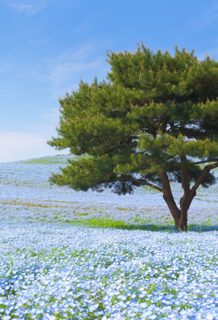 Ibaraki’s Local Flavours | Discover 2 Must-Try Dishes | JNTO