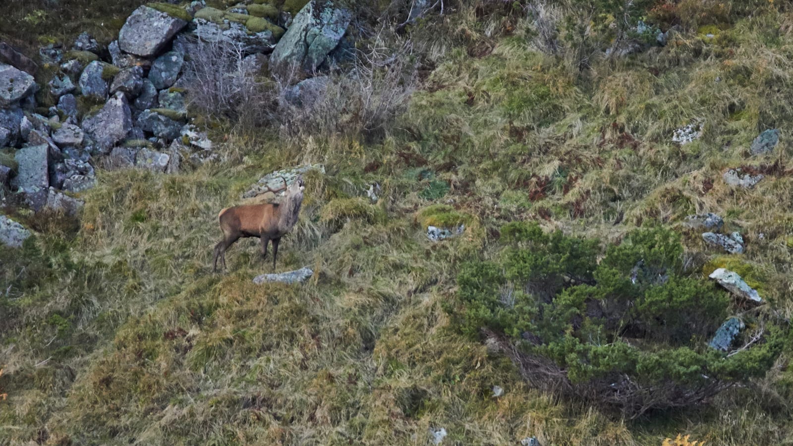 Norrøna kvinnherad hunting-kolleksjon - Norrøna®
