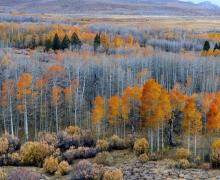 Fall Colors in Mono County - Mono County Tourism and Film Commission