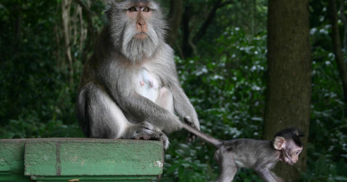 Why don’t humans have tails? | Pursuit by The University of Melbourne Why don’t humans have tails? | Pursuit by The University of Melbourne