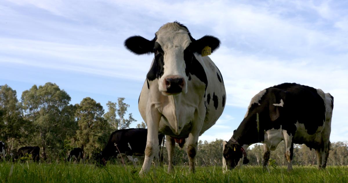 Are These Australias Happiest Dairy Cows Pursuit By The University Of Melbourne